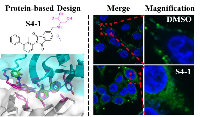 杨鹏和肖易倍团队在药物化学顶尖期刊JMC上发表PD-L1抑制剂研究的封面文章